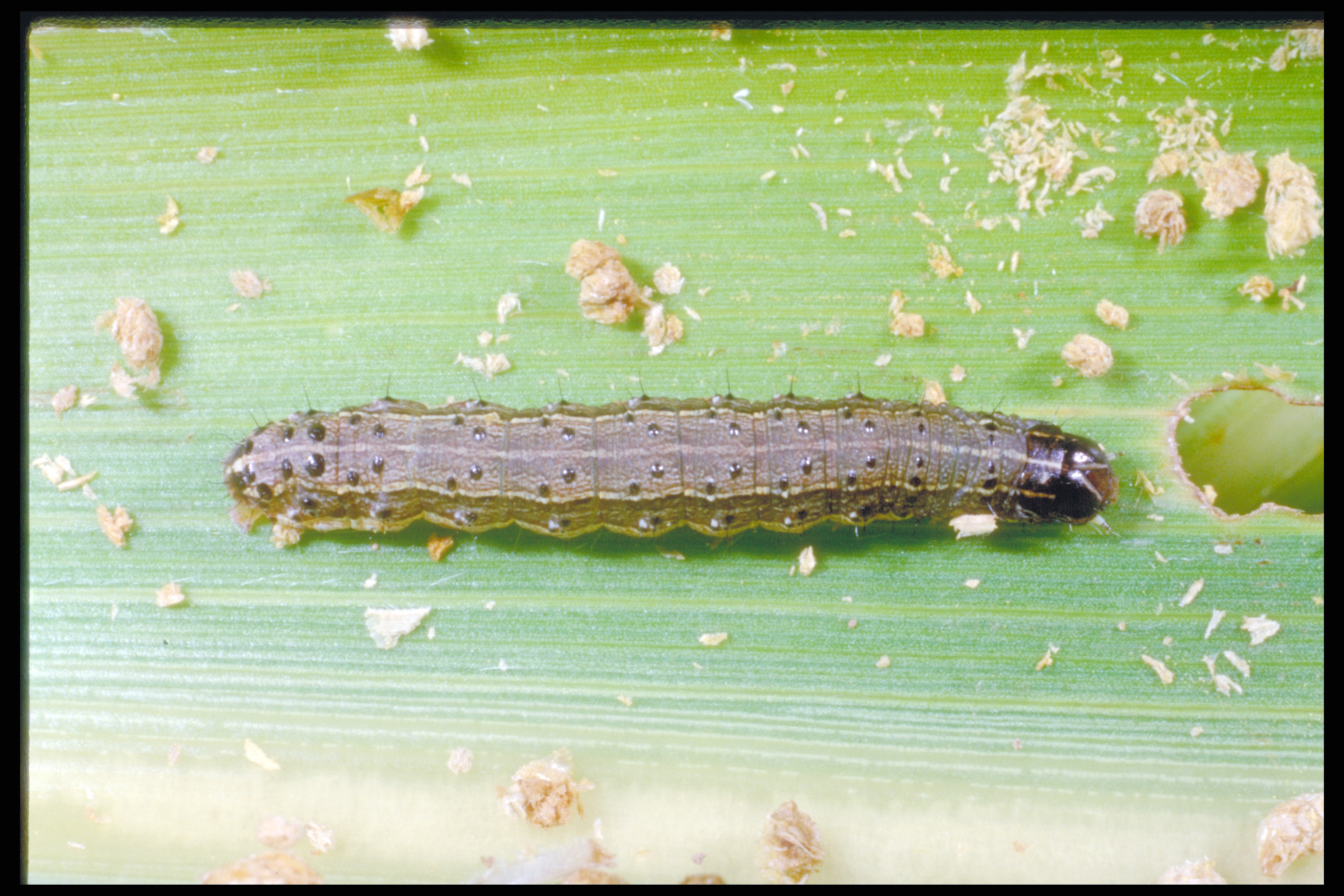 Fall Armyworm | Scouting Guides for Problems of Vegetables
